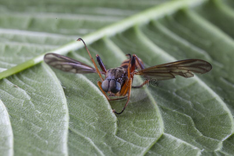 Robber fly stock photo. Image of meadow, fall, green - 187566102