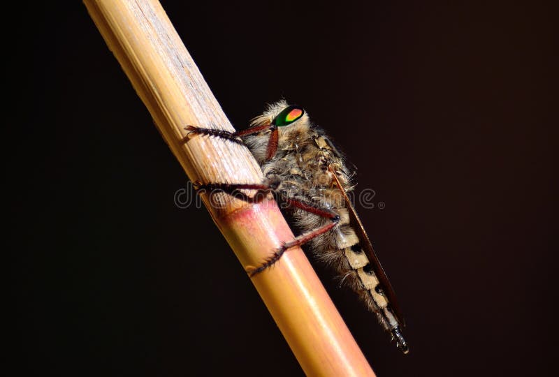 Robber fly on cane stalk stock photo. Image of habitat - 77735094
