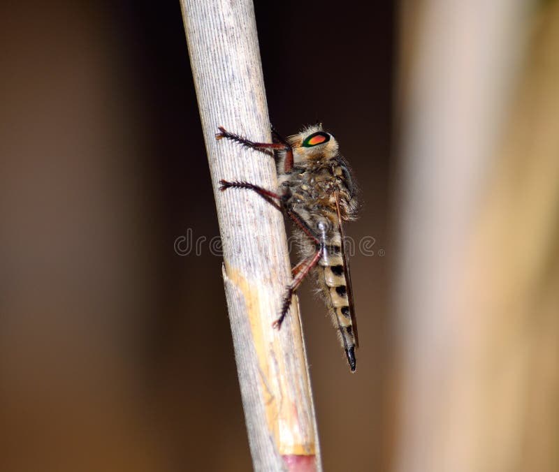 Robber fly on cane stalk stock image. Image of biodiversity - 77735321