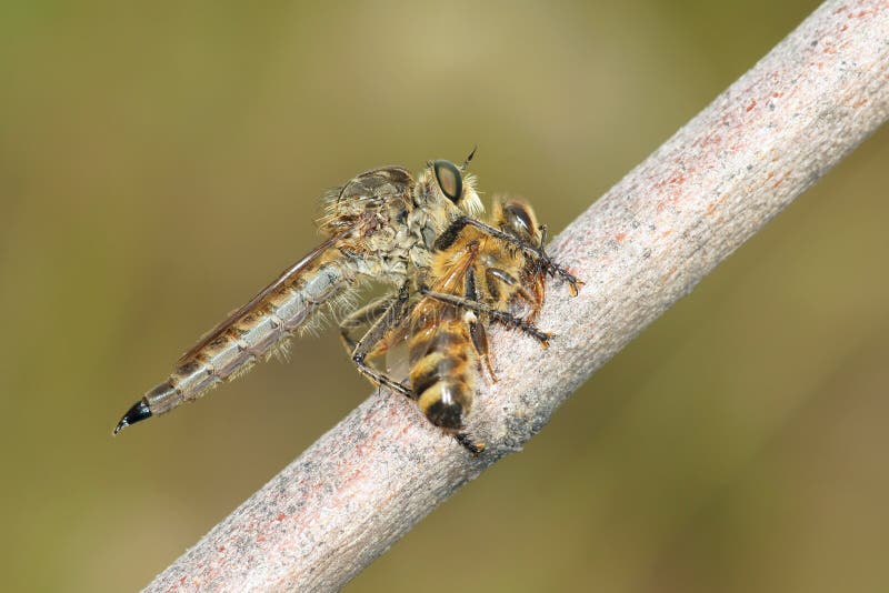 Robber fly stock image. Image of close, macro, winged - 25882053