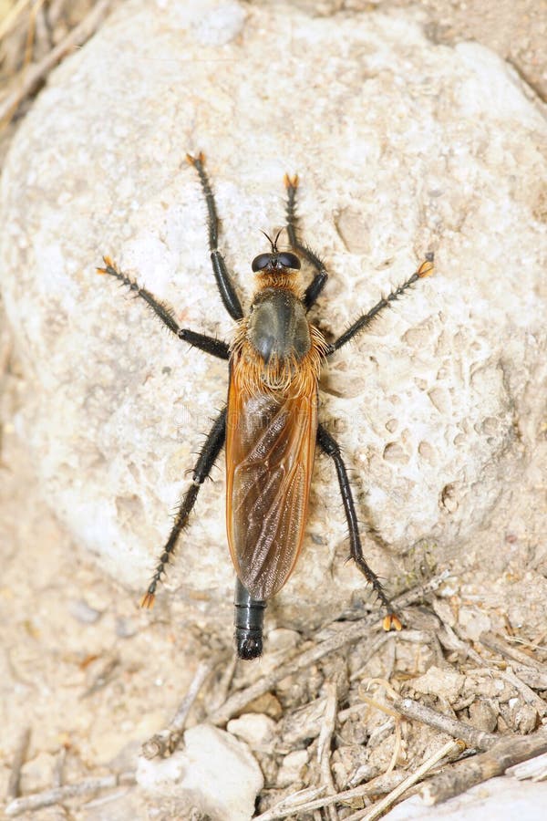 Robber fly stock image. Image of deathtick, robber, animals - 41231865