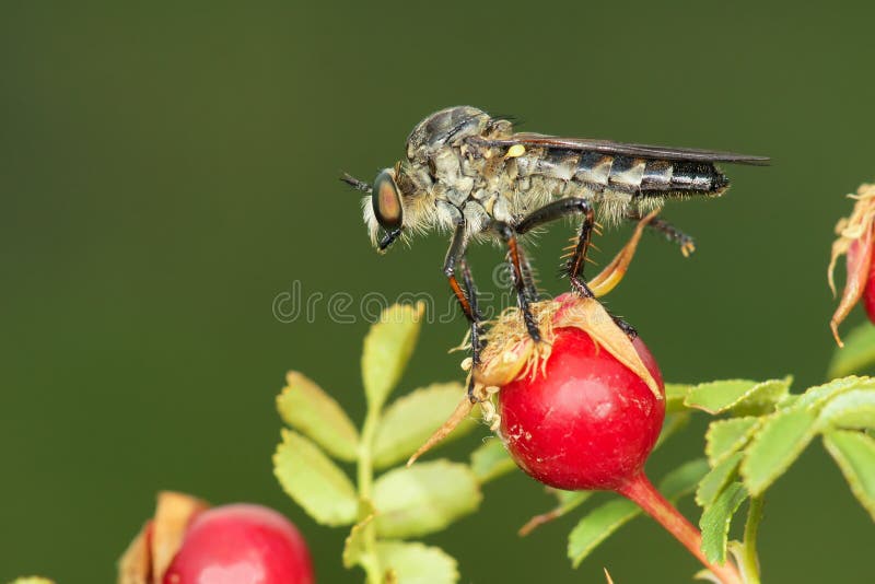 Robber fly stock photo. Image of close, wild, insectivorous - 41926248