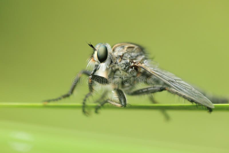 Robber fly stock photo. Image of asilidae, animal, detail - 41620752