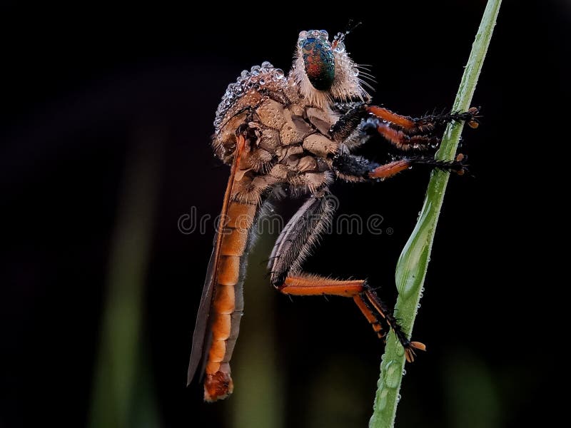 Robber Fly Covered in Dew this Morning Stock Image - Image of dragonfly ...