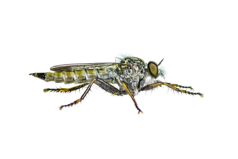 Robber Fly Diptera Predator Insect Isolated on White Stock Photo ...