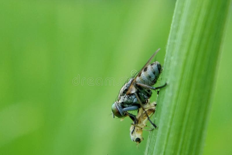 Robber Fly is Eating Another Incest Stock Photo - Image of leaf, pest ...