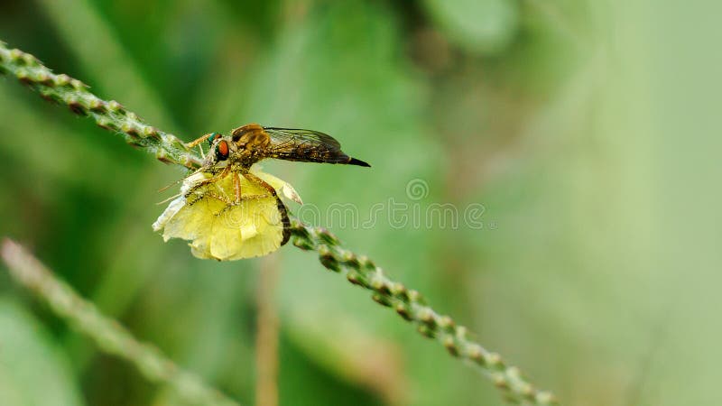 Robber Fly Eating Butterfly. Stock Image - Image of chain, natural ...