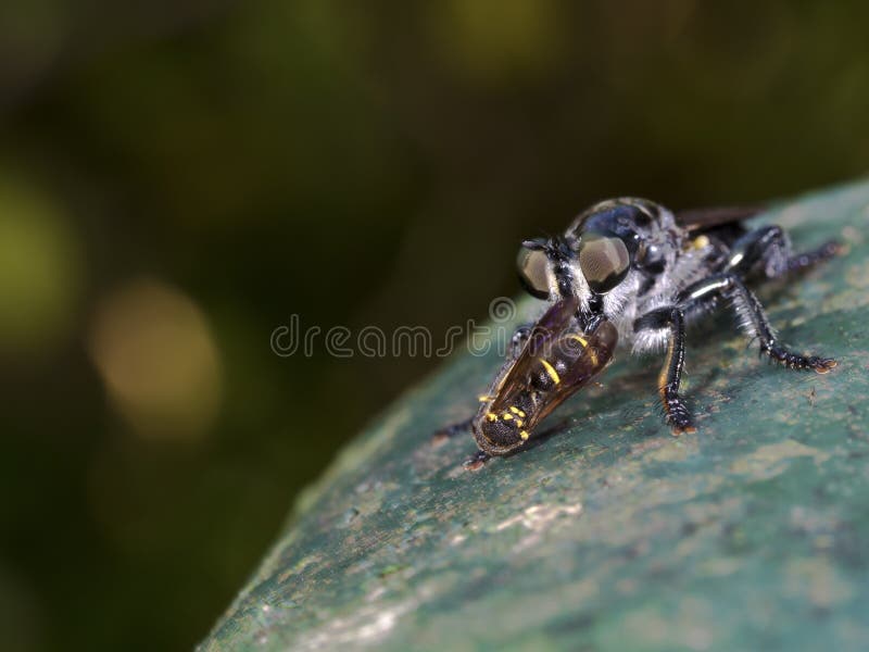 Robber Fly Eating an Insect,Asilidae Stock Photo - Image of macro ...