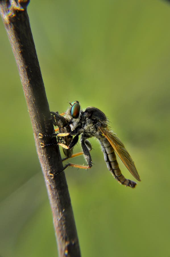 Robber Fly stock image. Image of environment, blue, green - 199629225