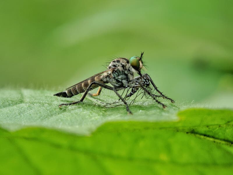 Robber Fly eating mosquito stock photo. Image of mosquito - 262051504