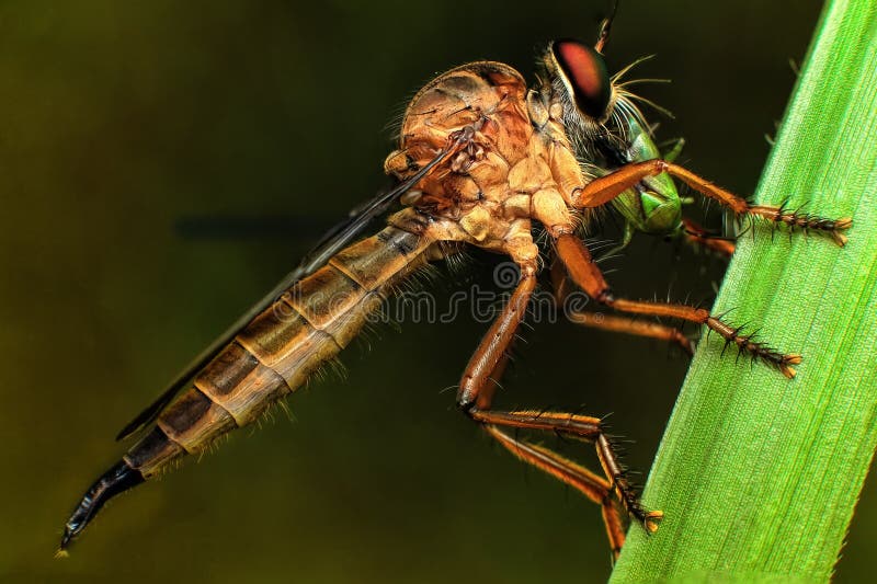 Robber Fly Eating stock image. Image of predator, robber - 55458031