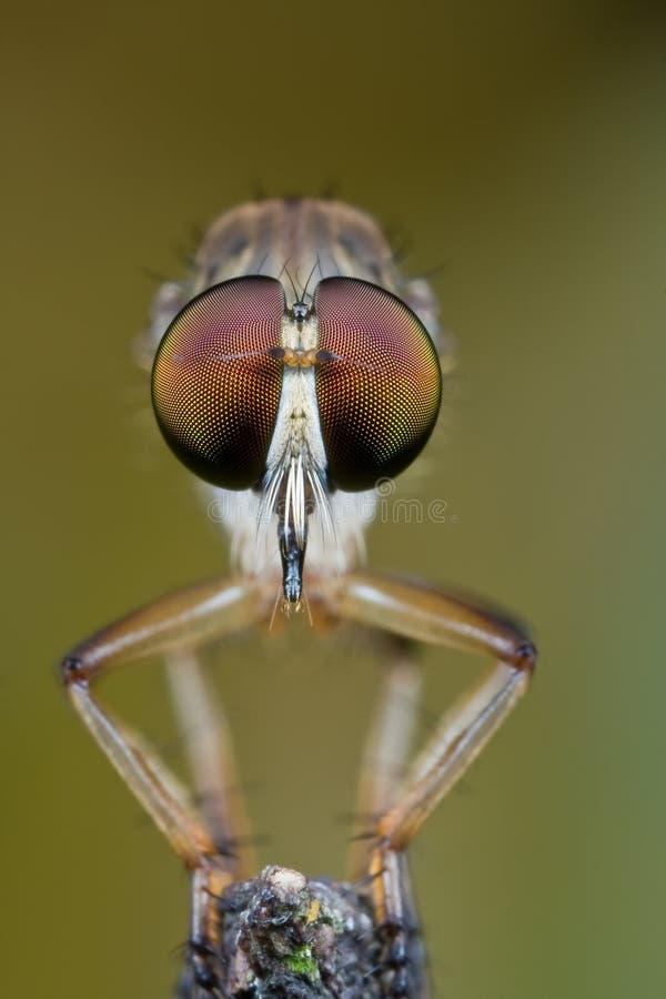 Fly s face stock image. Image of garden, wilderness, animal - 7678685
