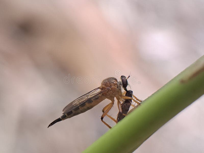 Robber Fly is Feeding on a Branch Stock Image - Image of branch, robber ...
