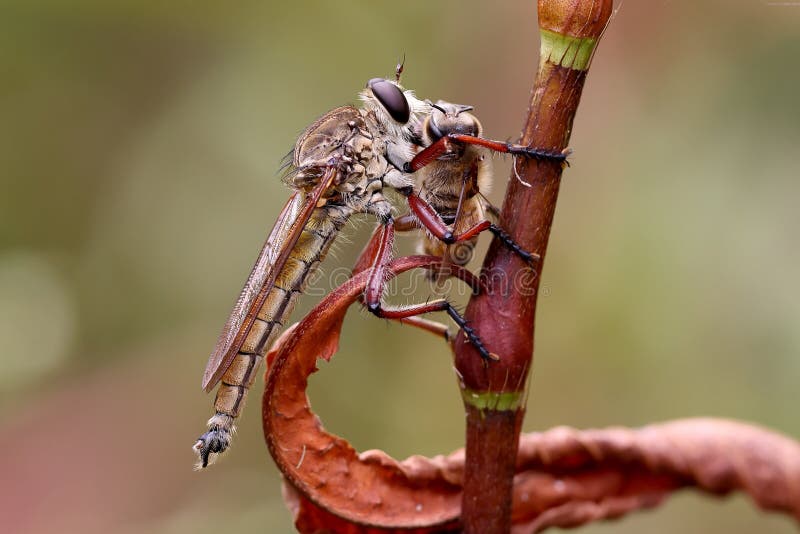 Robber Fly Feeding on Honey Bee Stock Image - Image of honey, insect ...