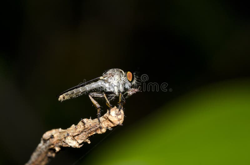 Robber fly stock photo. Image of feeding, robber, insect - 55320370