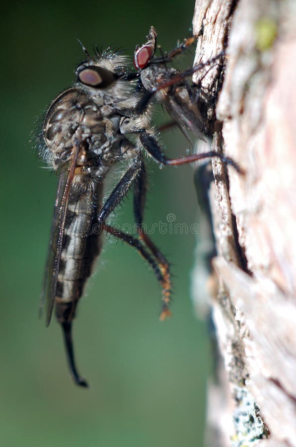 Robber Fly stock image. Image of meadows, predator, robber - 40980257