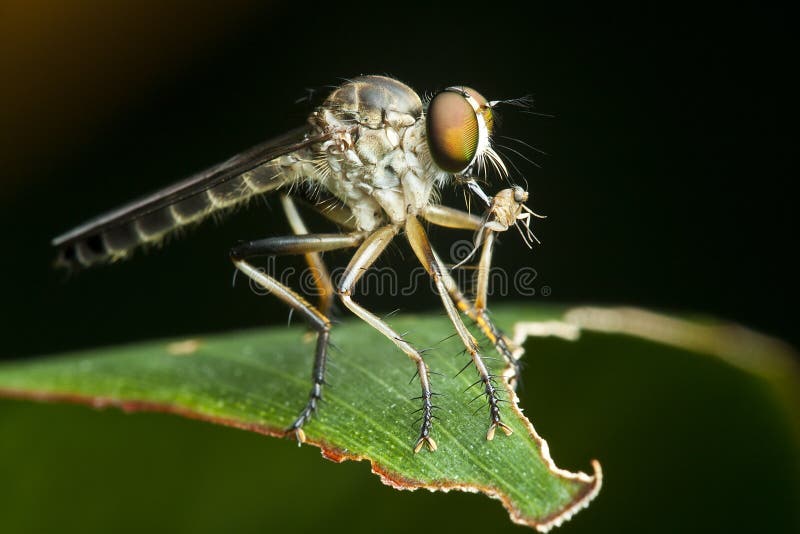 Robber fly stock image. Image of macro, robber, tree - 106460733