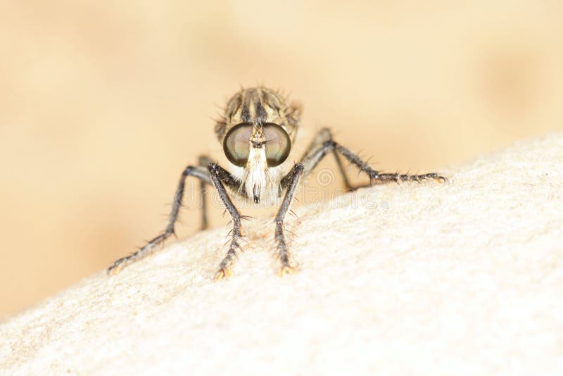Robber fly stock image. Image of front, closeup, deathtick - 41925889