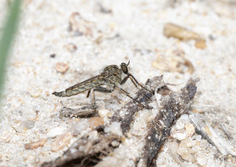 A Robber Fly in the Genus Machimus Perched on a Stick Stock Photo ...