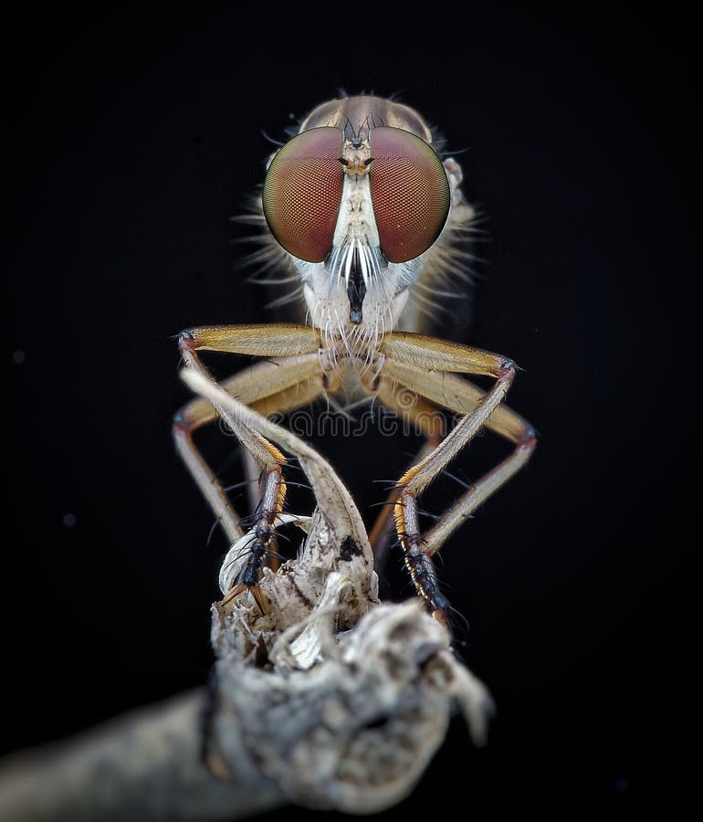 Robber fly from genus stock image. Image of macro, robber - 252116369