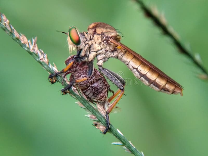 Robber fly stock image. Image of robber, giant, asilidae - 106519125