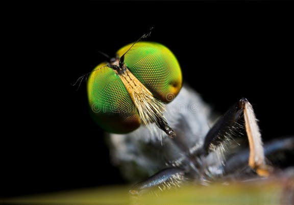 Robber fly with green eyes stock photo. Image of mugshot - 9819116