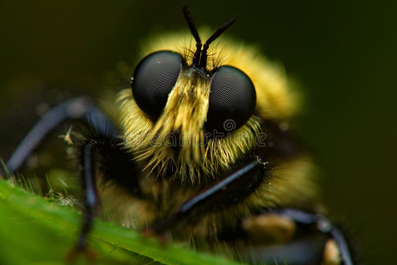Robber Fly stock photo. Image of wing, leaf, predator - 71798568