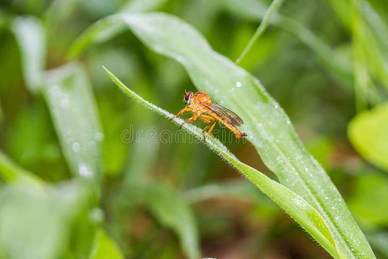 Robber fly on green leaf stock photo. Image of foliage - 76930726