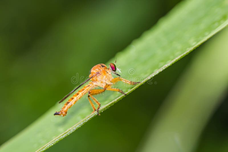 Robber fly on green leaf stock image. Image of antenna - 76930729
