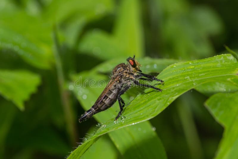 A Robber Fly stock image. Image of leaf, robber, wildlife - 77336775