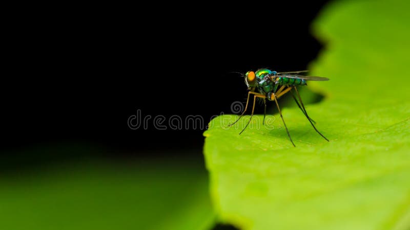 Robber fly in the green 3 stock image. Image of insect - 35214153