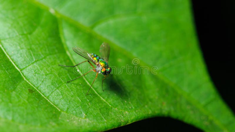 Robber fly in the green 2 stock image. Image of garden - 35213843