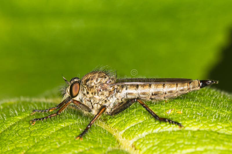 Robber Fly on a Green Leaf Macro Photography Stock Image - Image of ...