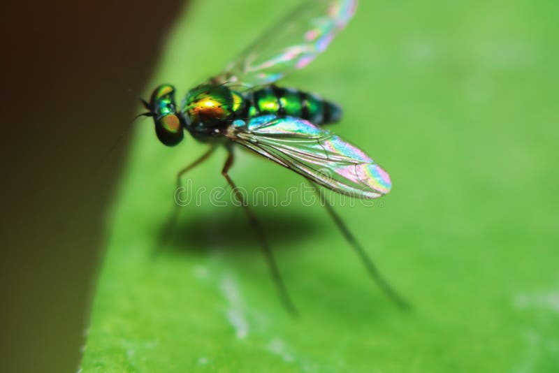 Robber fly on green leaves stock photo. Image of outdoor - 179625688