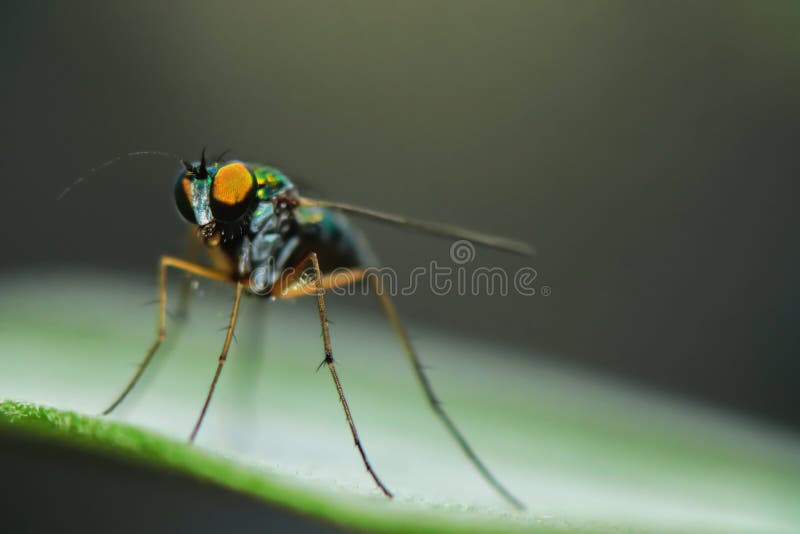 Robber fly in the green 2 stock image. Image of garden - 35213843
