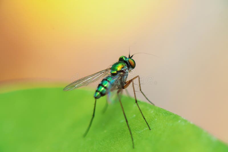 Robber fly on green leaves stock image. Image of wildlife - 179625823