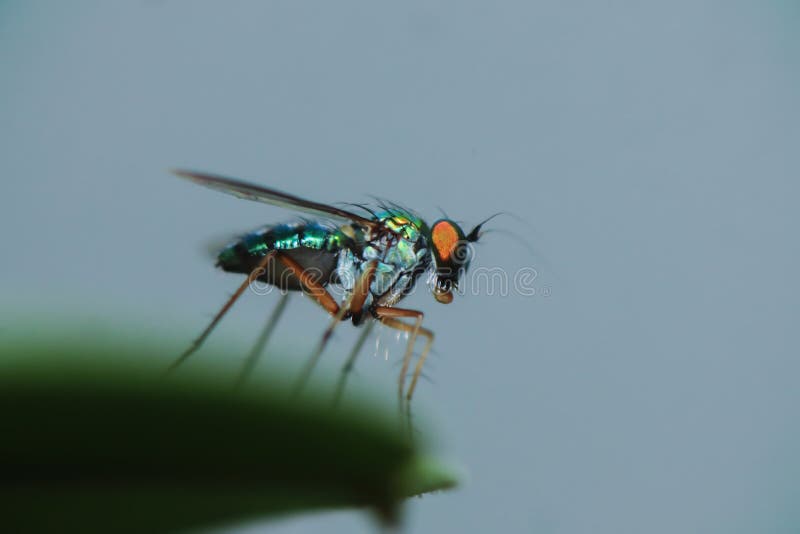 Robber fly on green leaves stock image. Image of green - 179625827