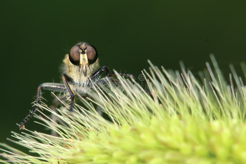 Robber fly stock image. Image of macro, wildlife, hunter - 33184265