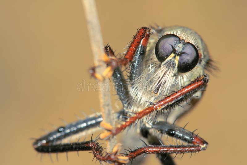 Robber fly stock photo. Image of predatory, branch, asilinae - 43497658