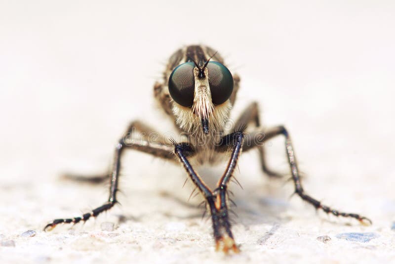 Robber fly stock photo. Image of closeup, tick, asilidae - 55752242
