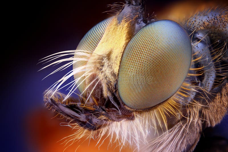 Robber Fly Head Taken with Microscope Objective Stock Image - Image of ...