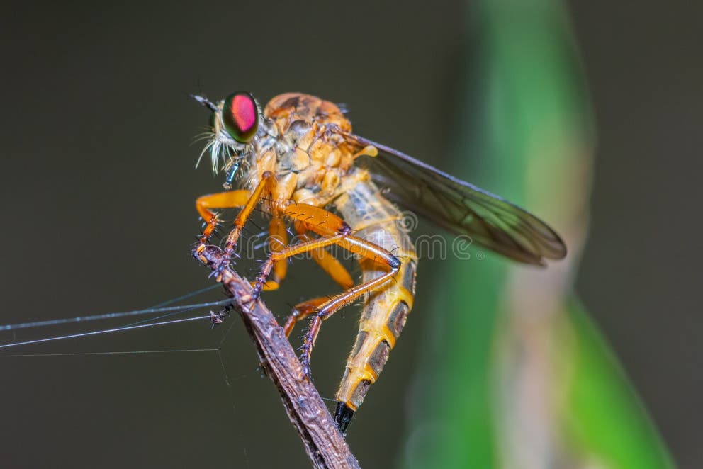 Robber fly stock image. Image of closeup, close, branch - 167608337