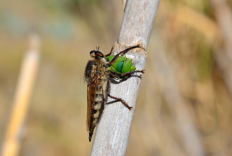 Robber Fly Hunting a Green Bug Stock Image - Image of insects ...