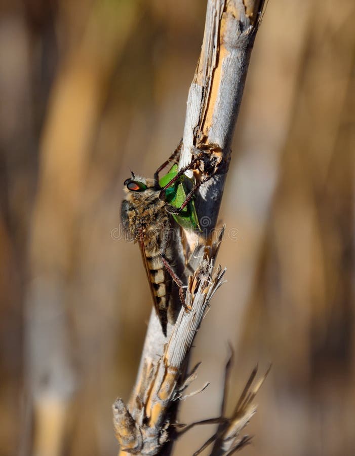 Robber Fly Hunting a Green Bug Stock Photo - Image of biology ...