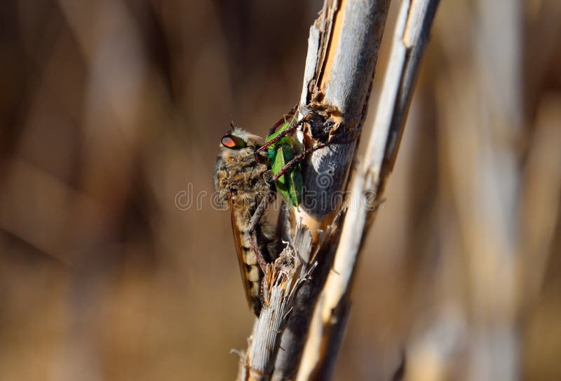 Robber Fly Hunting a Green Bug Stock Image - Image of natural ...
