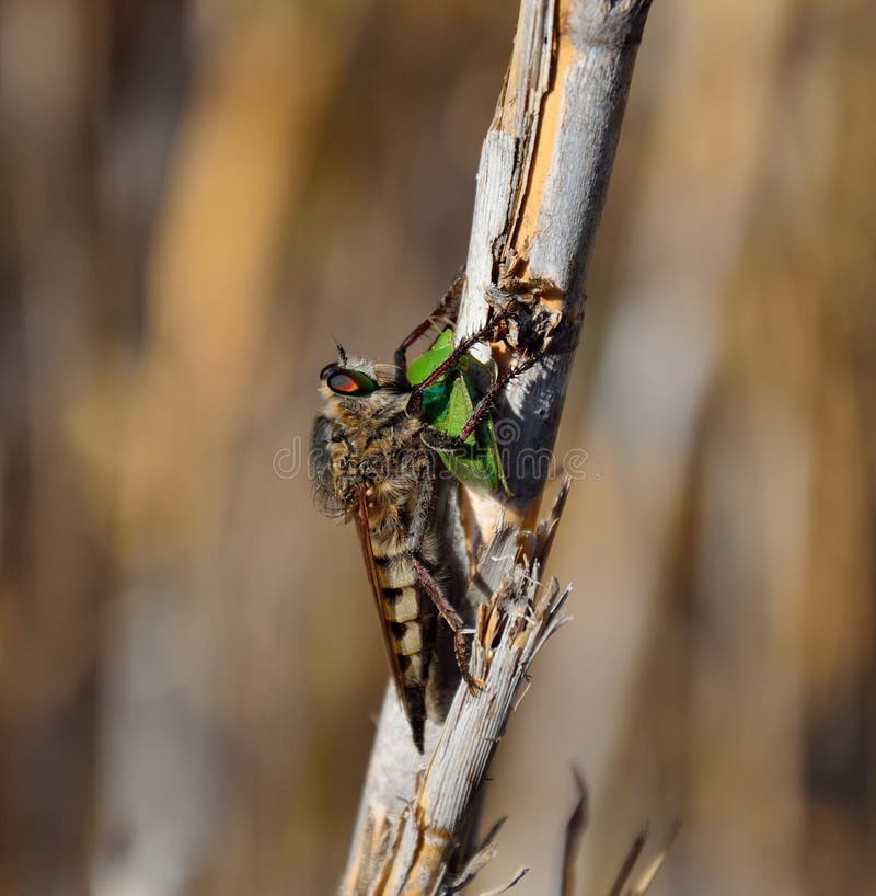 Robber Fly Hunting a Green Bug Stock Photo - Image of biodiversity ...