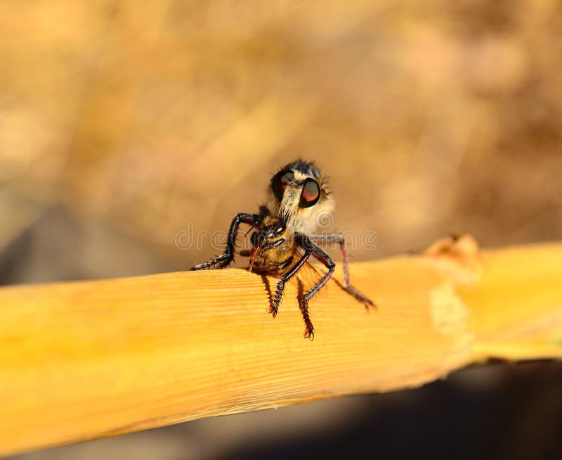 Robber Fly Hunting a Small Bee Under Its Claws Stock Image - Image of ...