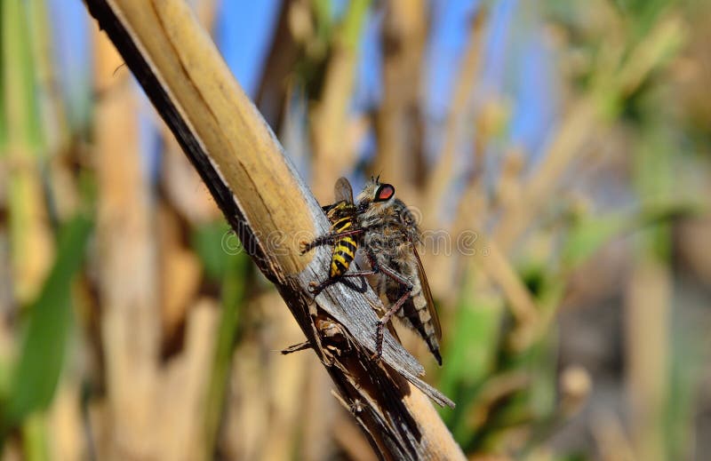 Robber Fly Hunting Small Wasp Stock Photos - Free & Royalty-Free Stock ...