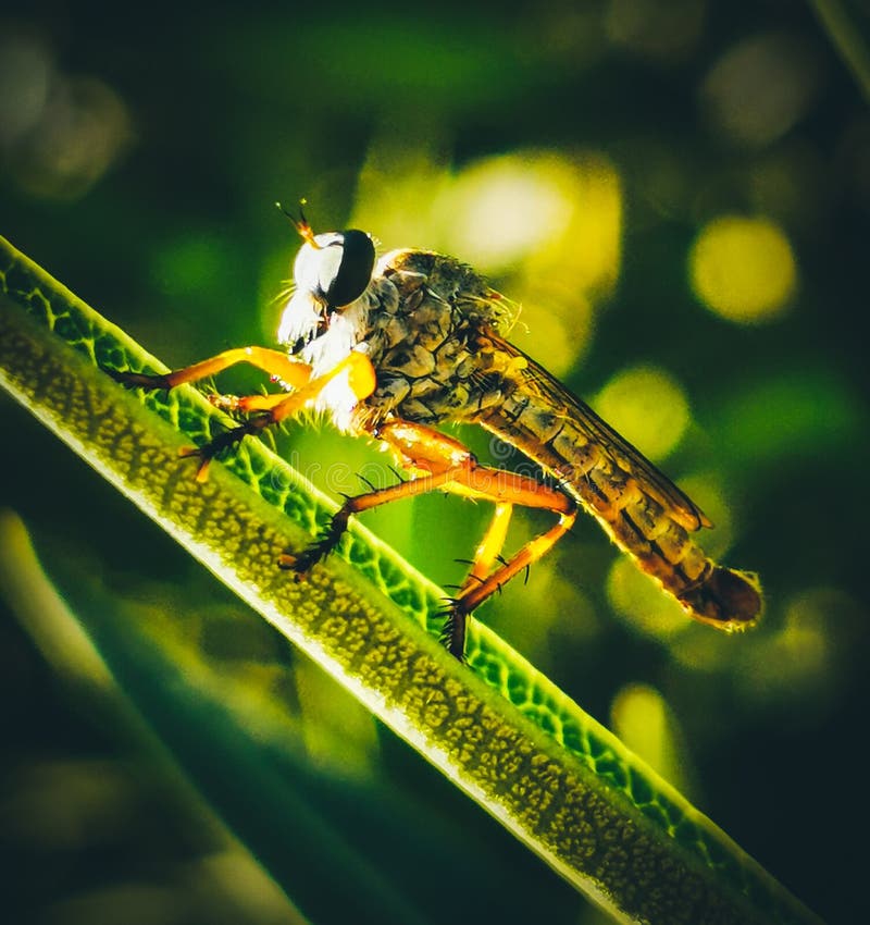 Robber fly insect stock image. Image of insect, flower - 253184145