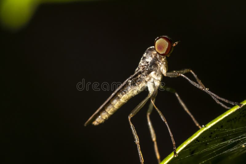 The Robber Fly Insect Hunter Perched on a Leaf in a Forest Stock Photo ...